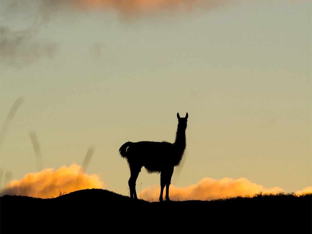 Día Internacional del Guanaco: Un paso firme hacia la conservación de ...